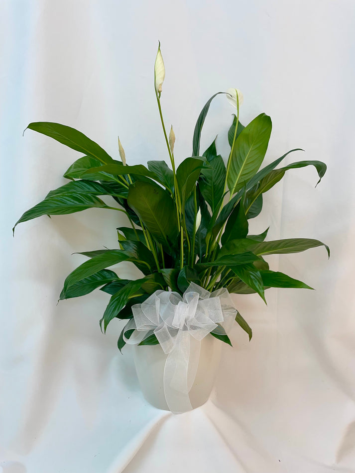 Spatyphillum 6” (Lys de Paix) – Maison Marchand Fleuriste